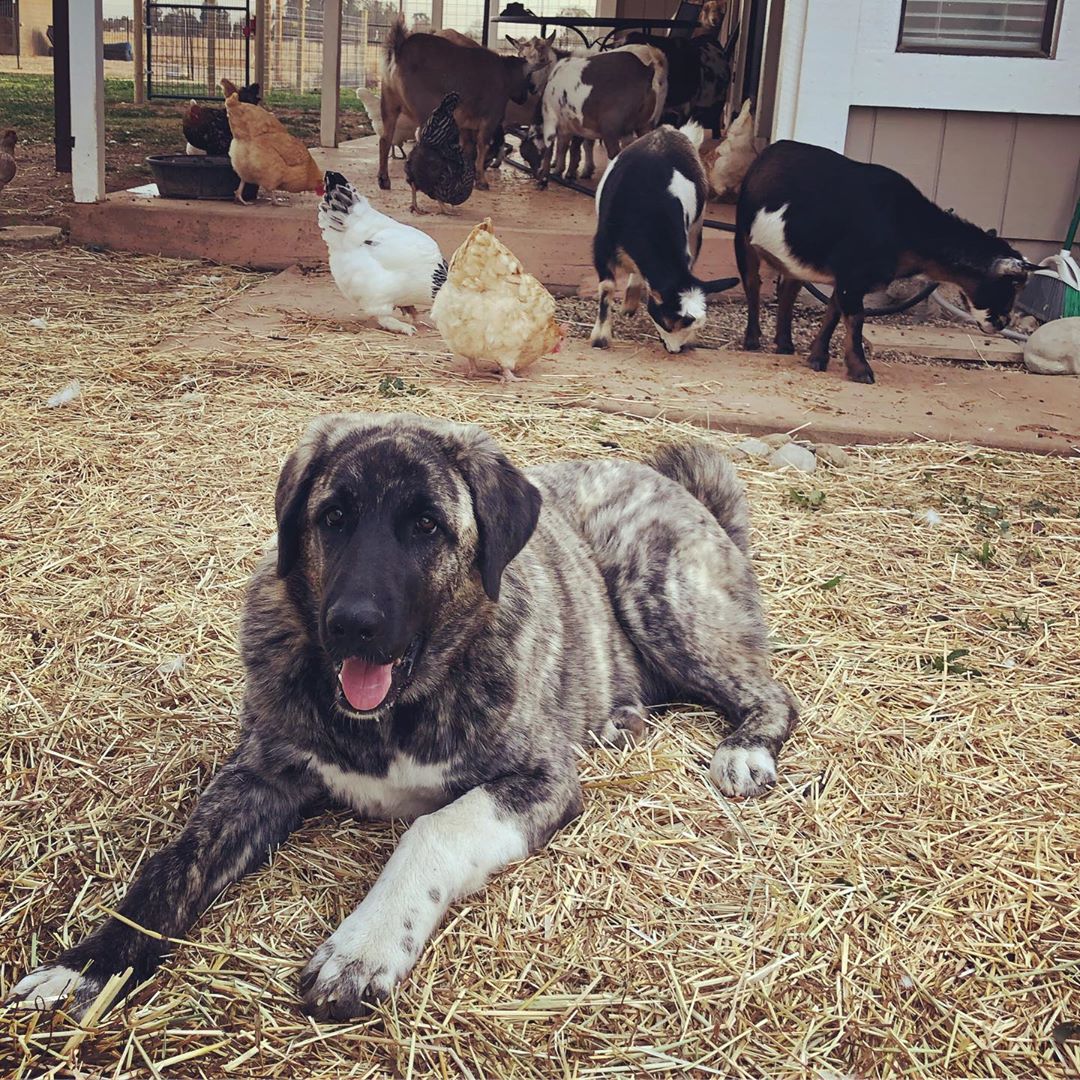 14 Things You Didn’t Know About the Anatolian Shepherd Dog | PetPress
