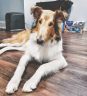 14 Amazing Facts About Collies That Will Blow Your Mind | PetPress