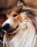 14 Amazing Facts About Collies That Will Blow Your Mind | PetPress