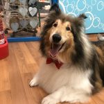 14 Amazing Facts About Collies That Will Blow Your Mind | PetPress