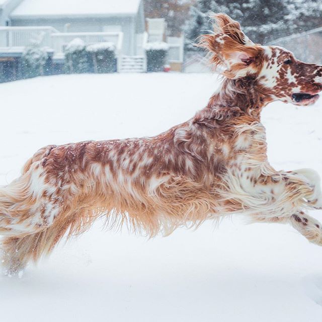 14 Amazing Facts About English Setters | PetPress
