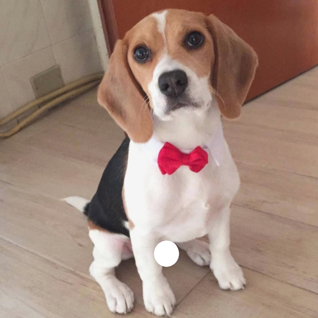 14 Magnificent Facts About Beagles | PetPress