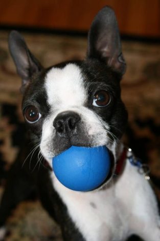 14 Fun Photos Of Boston Terriers With Their Favorite Toys - PetPress
