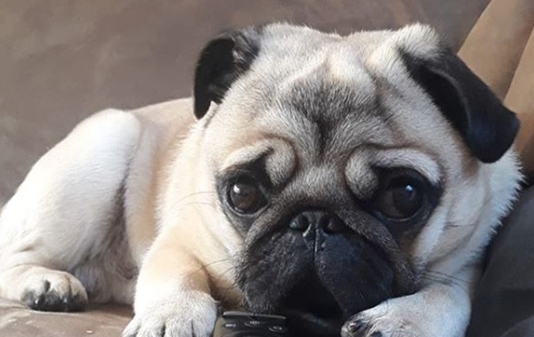These 14 Pug Photos Will Certainly Make You Smile - PetPress