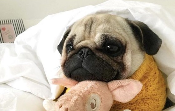 14 Pictures That Prove Pugs Are Cute - PetPress