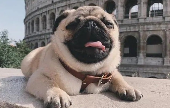 14 Of The Most Funny Pug Photos - PetPress