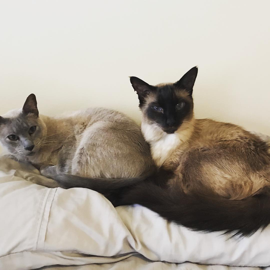 14 Reasons to Love the Balinese Cat | PetPress