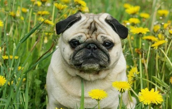 These 14 Pictures of Pugs With Flowers Will Make You Smile - PetPress
