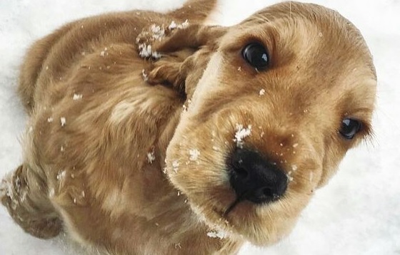 15 Charming And Funny Photos Of Cocker Spaniels - PetPress