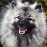 14 Reasons Why The Keeshond Totally Owns The Nickname The Smiling ...