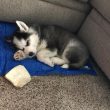 14 Hilarious Pictures Of Huskies To Brighten Your Day | PetPress
