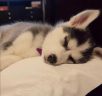 14 Hilarious Pictures Of Huskies To Brighten Your Day | PetPress
