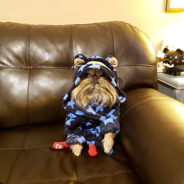 14 Things You Didn’t Know About The Brussels Griffon | PetPress