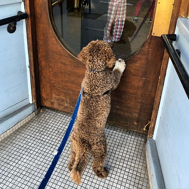 14 Things You Didn’t Know About Lagotti Romagnoli | PetPress