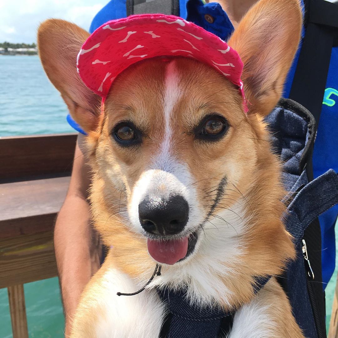 14 Wonderful Facts About Corgis | Page 2 of 3 | PetPress