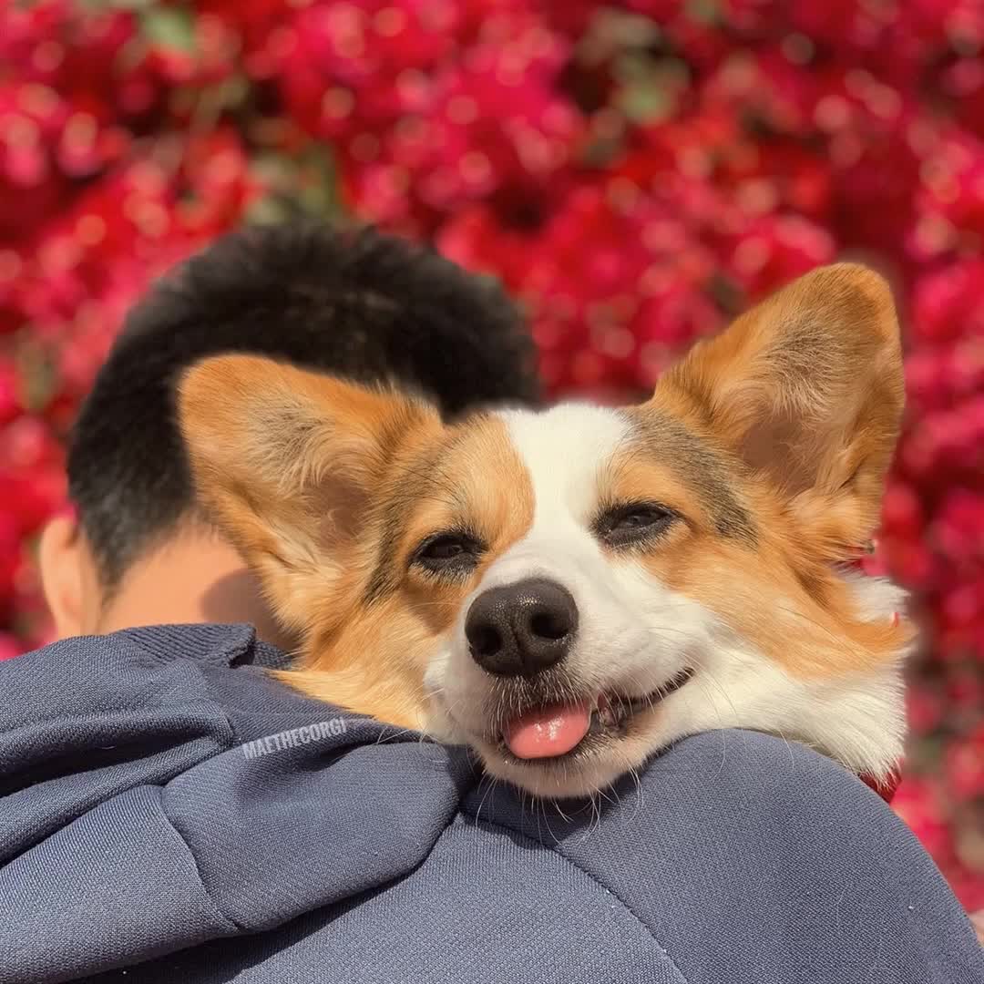 14 Wonderful Facts About Corgis | Page 2 of 3 | PetPress