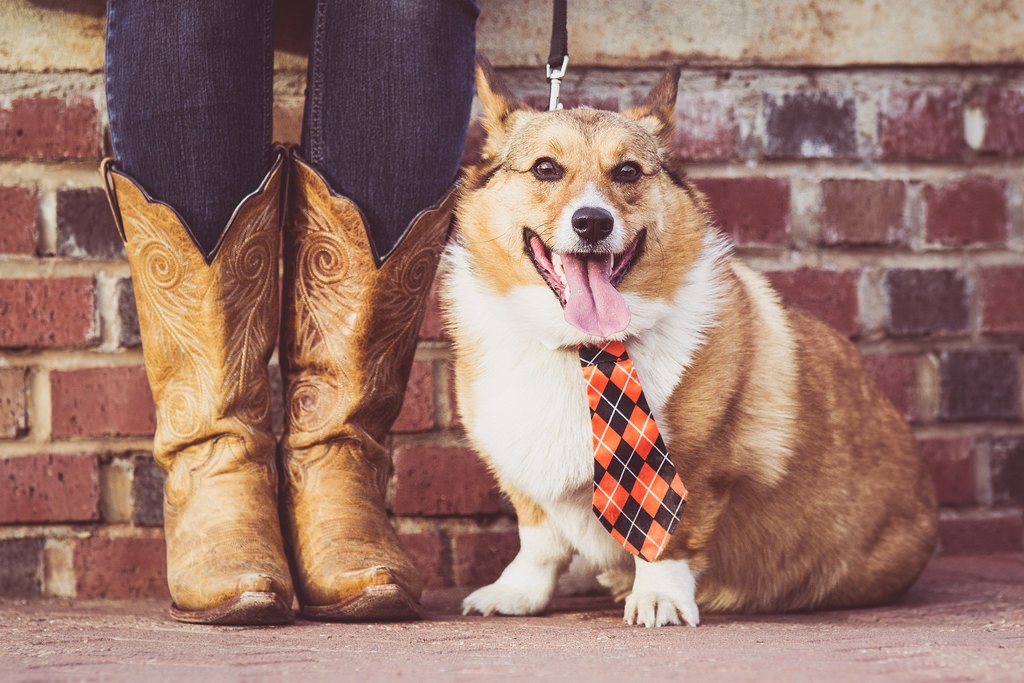 14 Wonderful Facts About Corgis | PetPress