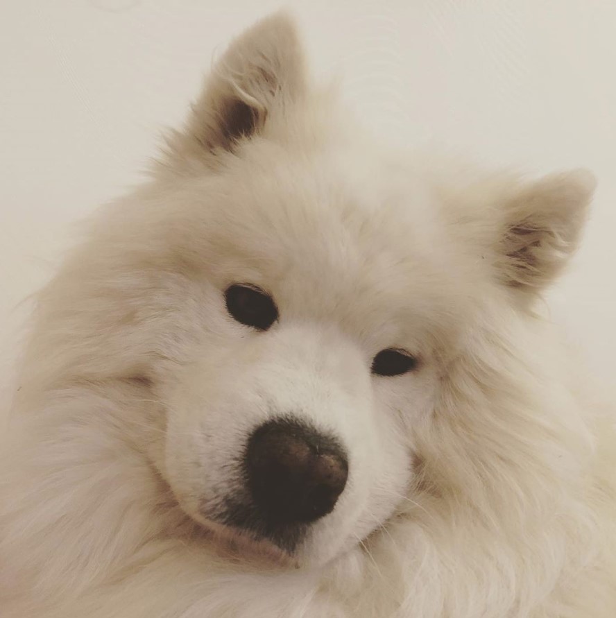 14 Facts About Fluffy Samoyeds | Page 2 of 4 | PetPress