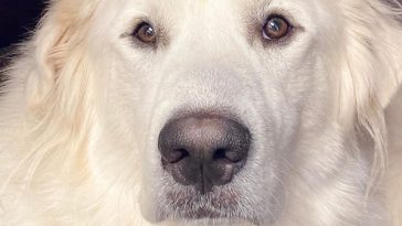 14 Wonderful Facts About Great Pyrenees | PetPress