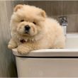 14 Lovely Pictures Of Chow Chows To Make You Fall In Love With Them ...