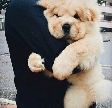 14 Top Photos Of Cheerful Chow Chows | Page 2 of 3 | PetPress