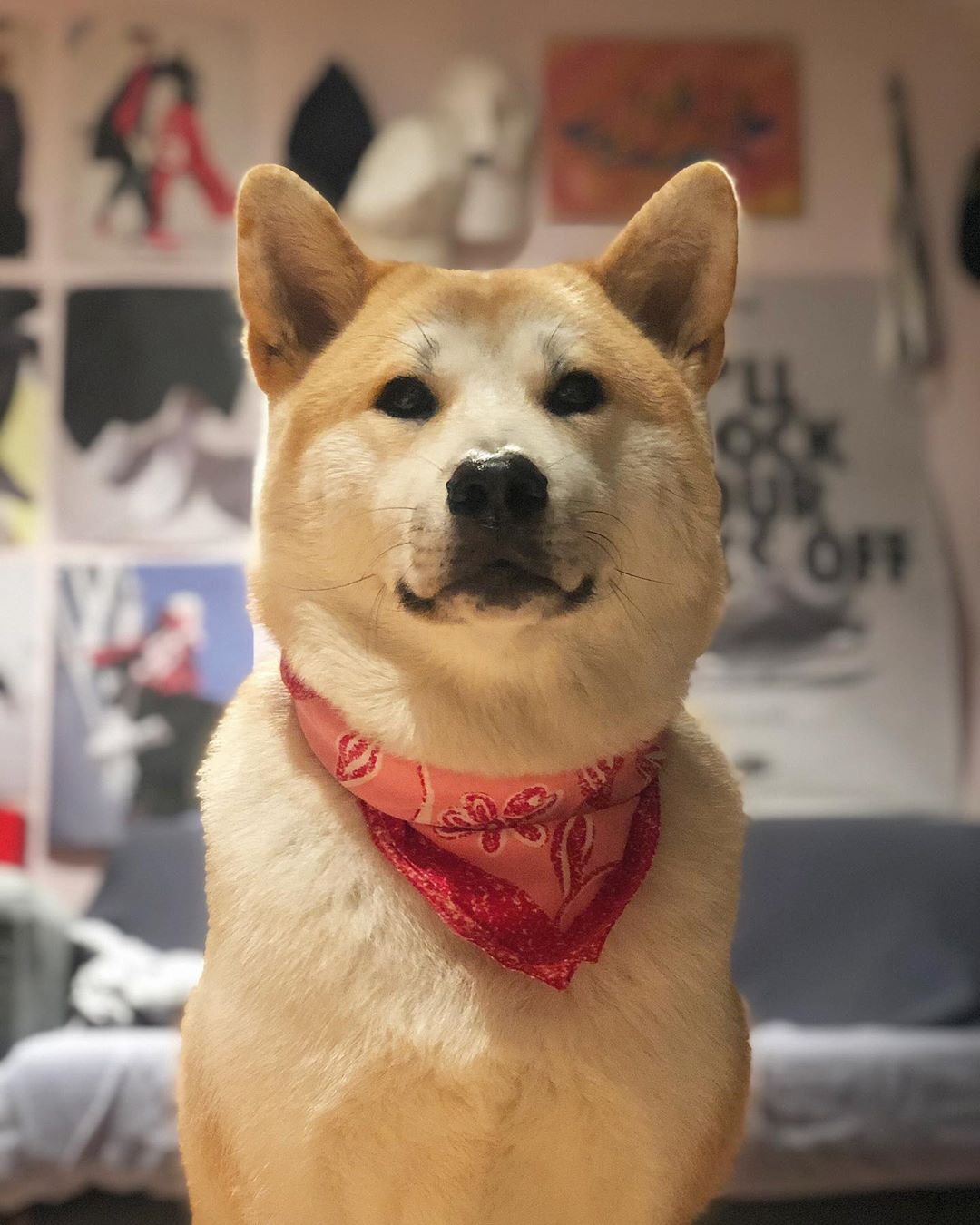 14 Fabulous Facts About The Akita Inu | PetPress