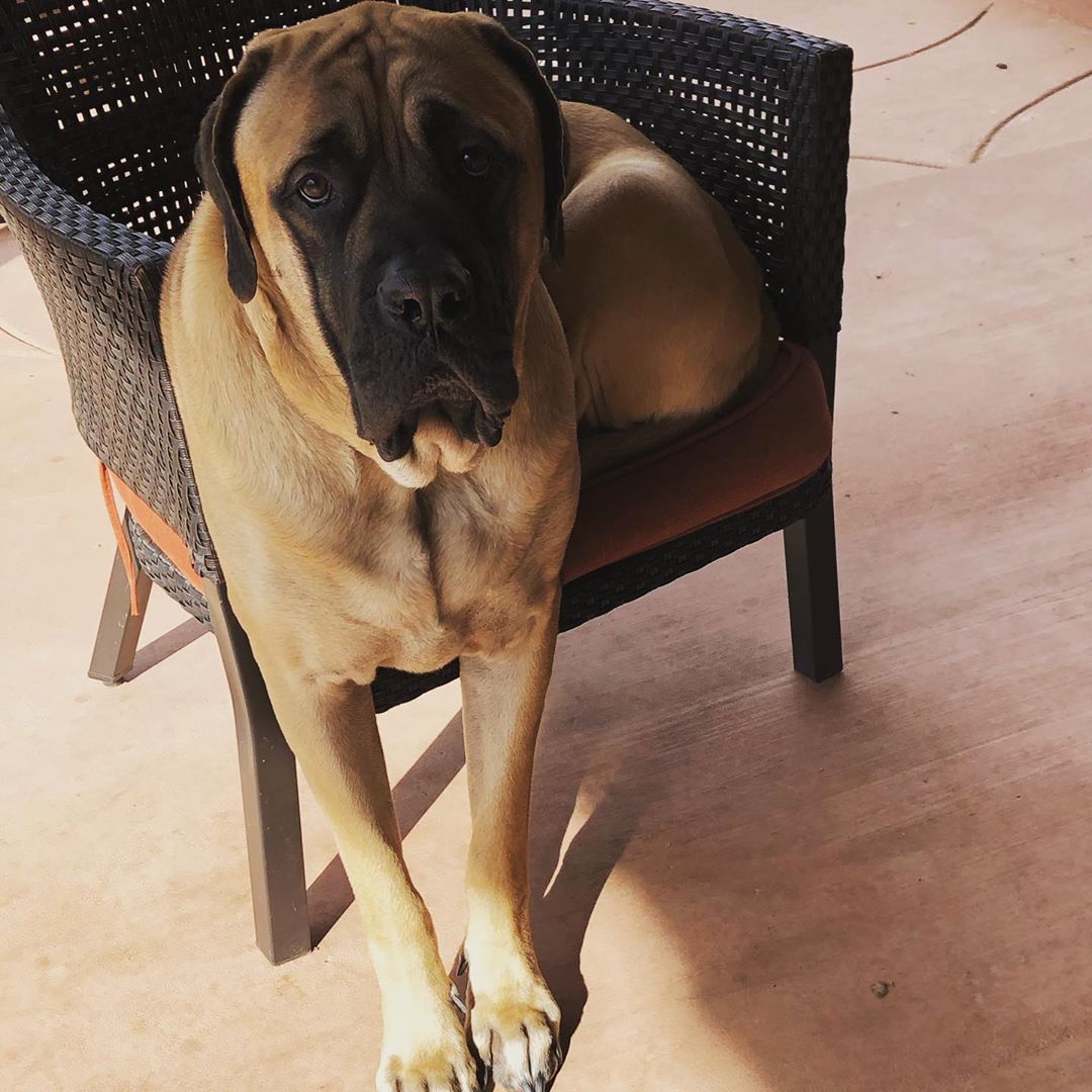 14 Reasons To Adore English Mastiffs | Page 3 of 4 | PetPress