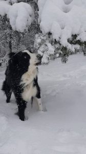 14 Funny Collies Who Love Snow - PetPress