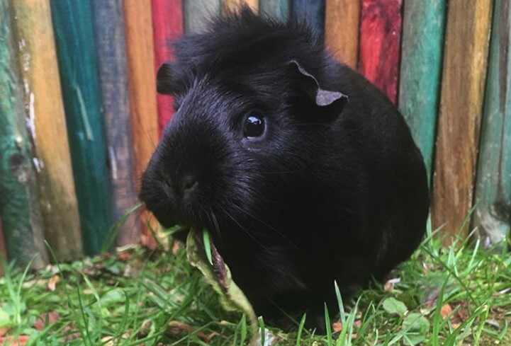 Top 500+ Best Guinea Pig Names - The Ultimate List | PetPress