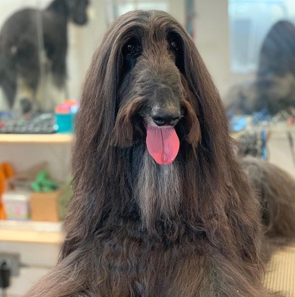 14 Interesting Facts About The Afghan Hound | Page 2 of 3 | PetPress