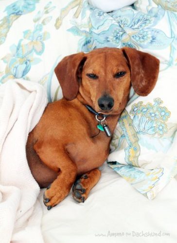 14 Delightfully Cute Dachshunds In A Blanket | PetPress
