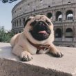 14 Of The Most Funny Pug Photos | PetPress