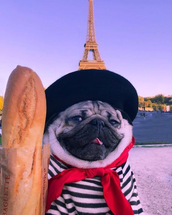14 Of The Most Funny Pug Photos | PetPress