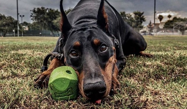 14 Fun Facts About Dobermans - PetPress