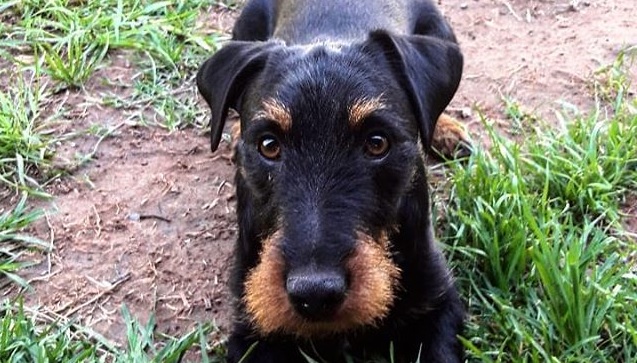 14 Jagdterrier Dog Breed Facts and Information - PetPress