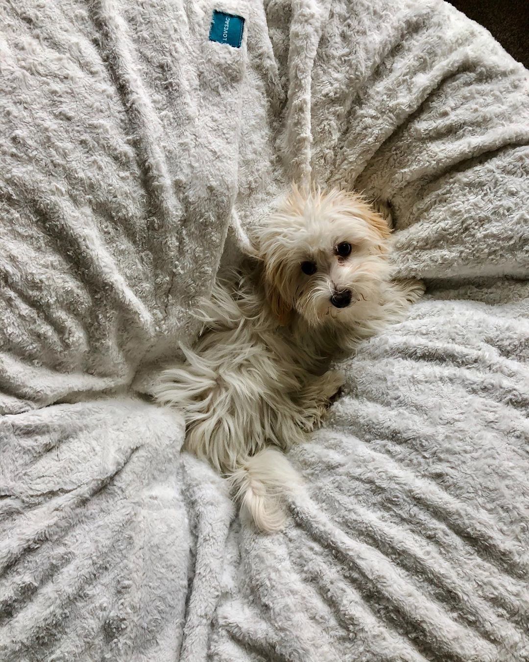 14 Adorable Facts About Havanese Dogs | Page 3 of 4 | PetPress