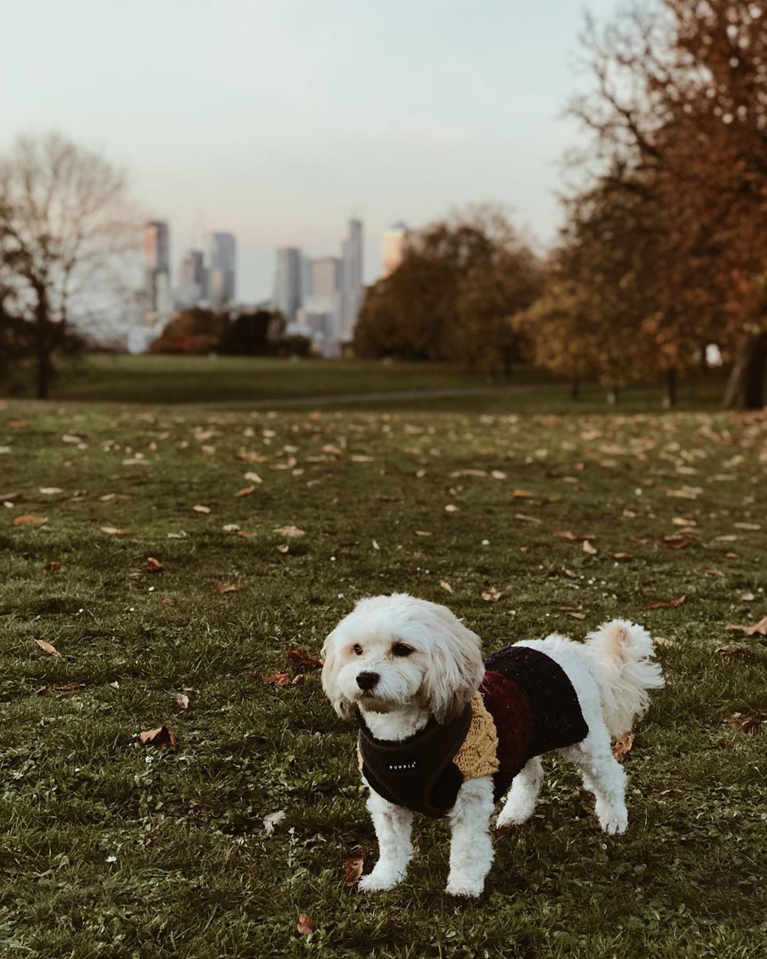 14 Adorable Facts About Havanese Dogs | Page 2 of 4 | PetPress