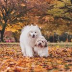 14 Adorable Facts About Havanese Dogs | PetPress