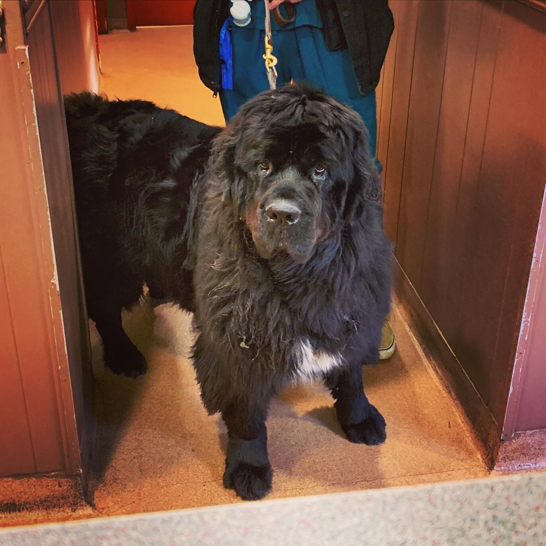 14 Fabulous Facts About Newfoundland Dogs - Page 2 of 4 - PetPress
