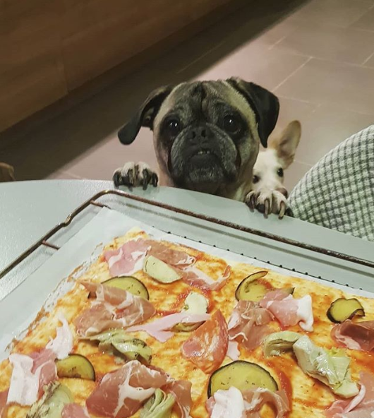 These 14 Pug Photos Will Certainly Make You Smile - PetPress