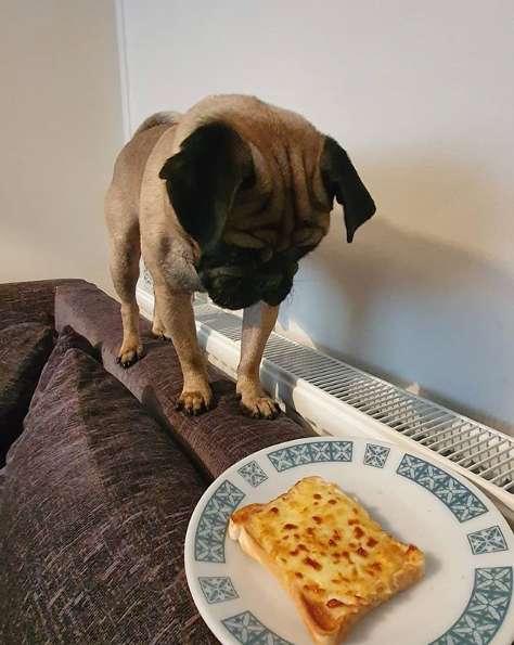 These 14 Pug Photos Will Certainly Make You Smile - PetPress