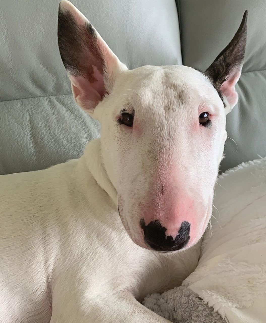14 Wonderful Bull Terrier Pictures To Make You Smile - PetPress