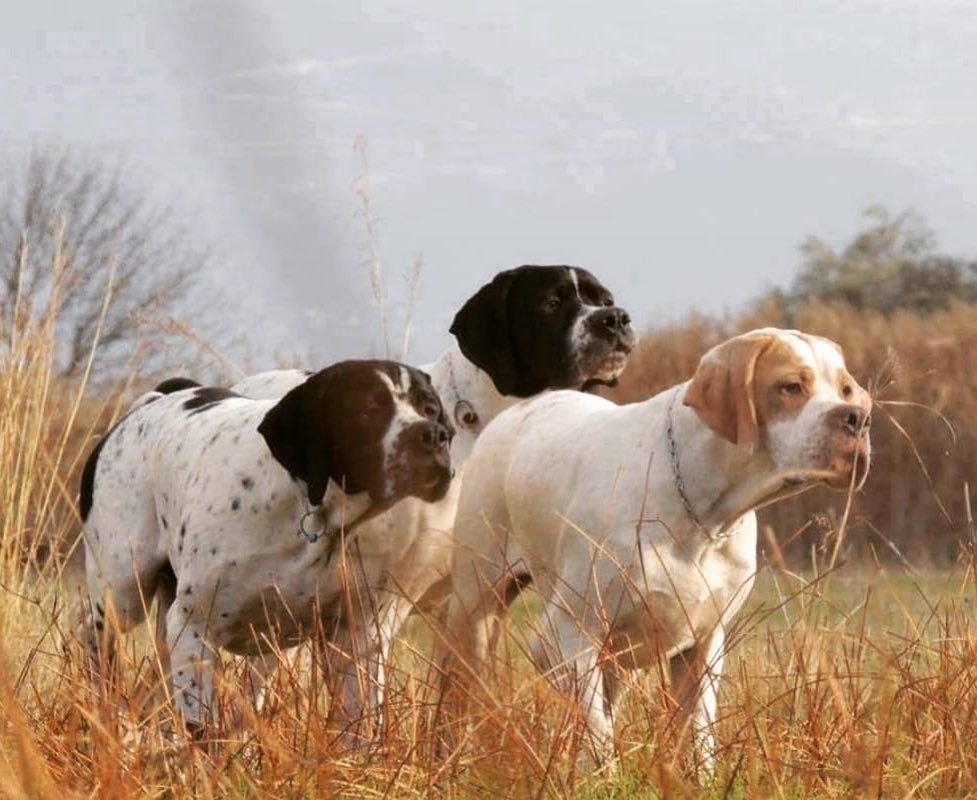 14 Amazing Reasons To Love English Pointers | PetPress