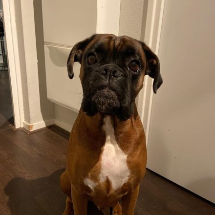 14 Fabulous Things to Know About Boxer Dogs | PetPress