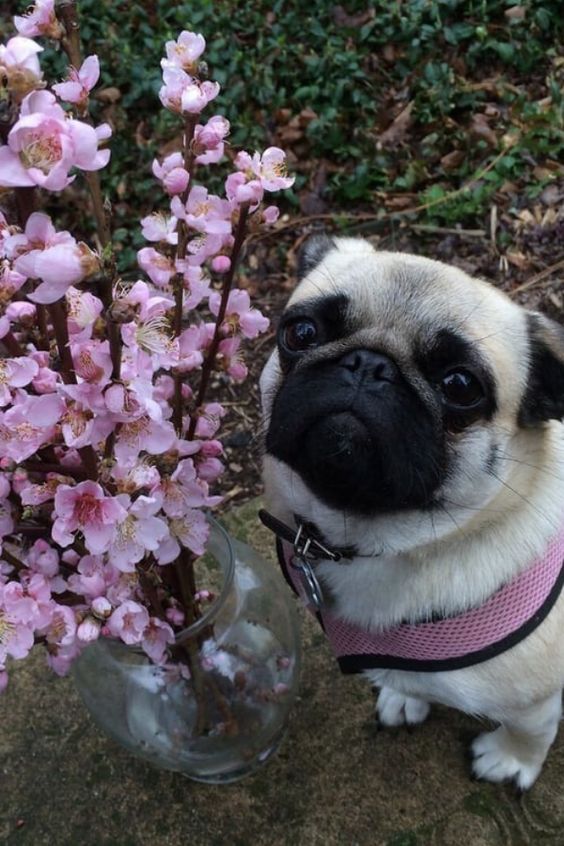 These 14 Pictures of Pugs With Flowers Will Make You Smile | Page 2 of ...