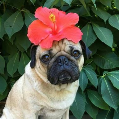 These 14 Pictures of Pugs With Flowers Will Make You Smile | Page 2 of ...