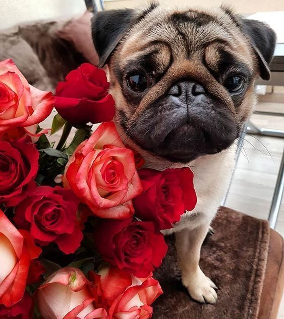 These 14 Pictures of Pugs With Flowers Will Make You Smile | Page 2 of ...