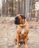 14 Fabulous Things to Know About Boxer Dogs | PetPress