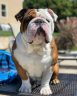 14 Solid Facts About Adorable English Bulldogs | PetPress