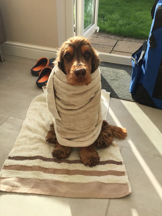 15 Charming And Funny Photos Of Cocker Spaniels | Page 2 of 4 | PetPress